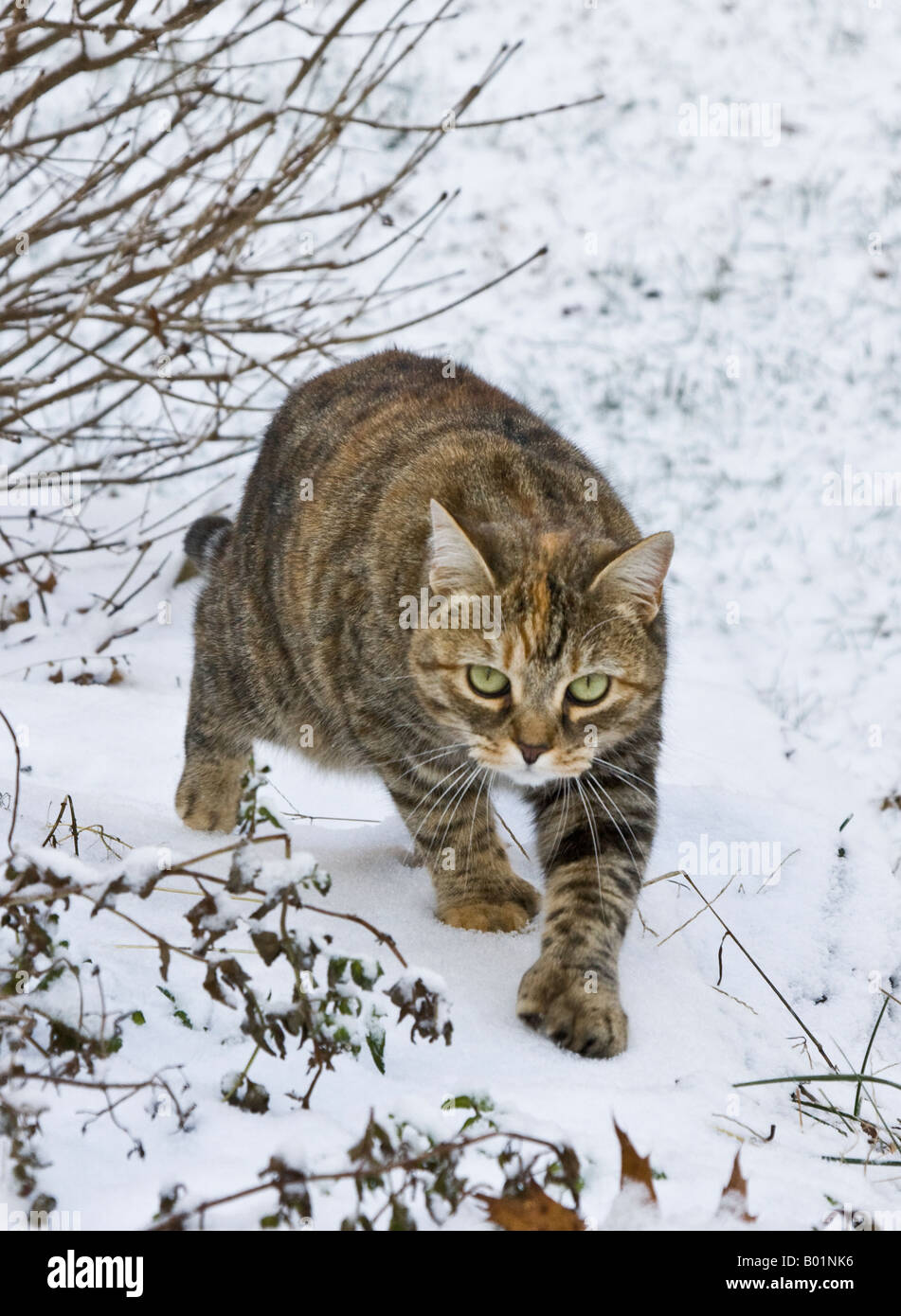 Creeping in hi-res stock photography and images - Alamy