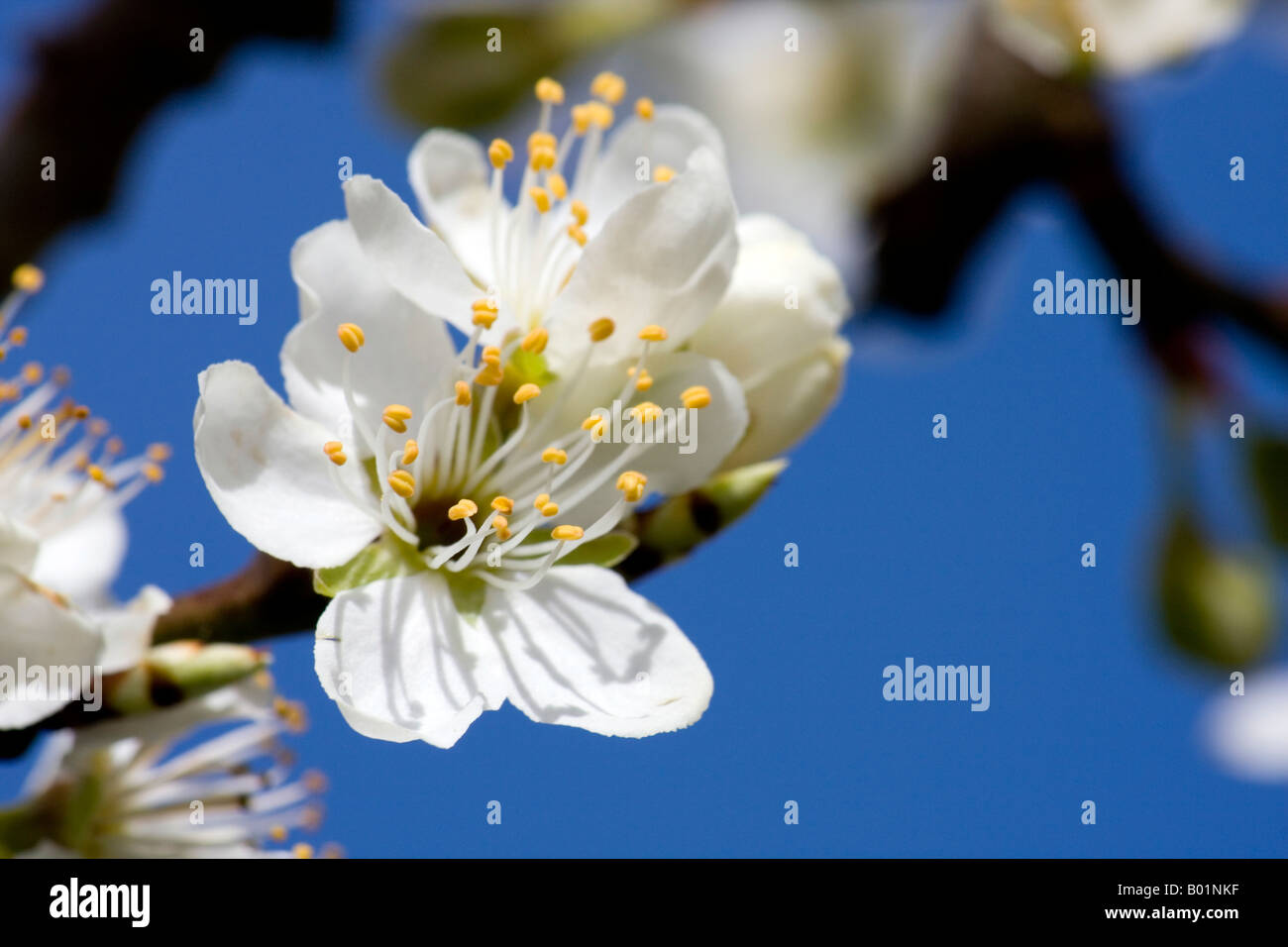 Victoria Plum blossom in spring (Prunus domestica Stock Photo - Alamy