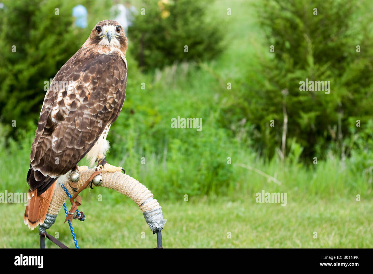 A falcon sits perched on a perch in Nebraska Stock Photo - Alamy