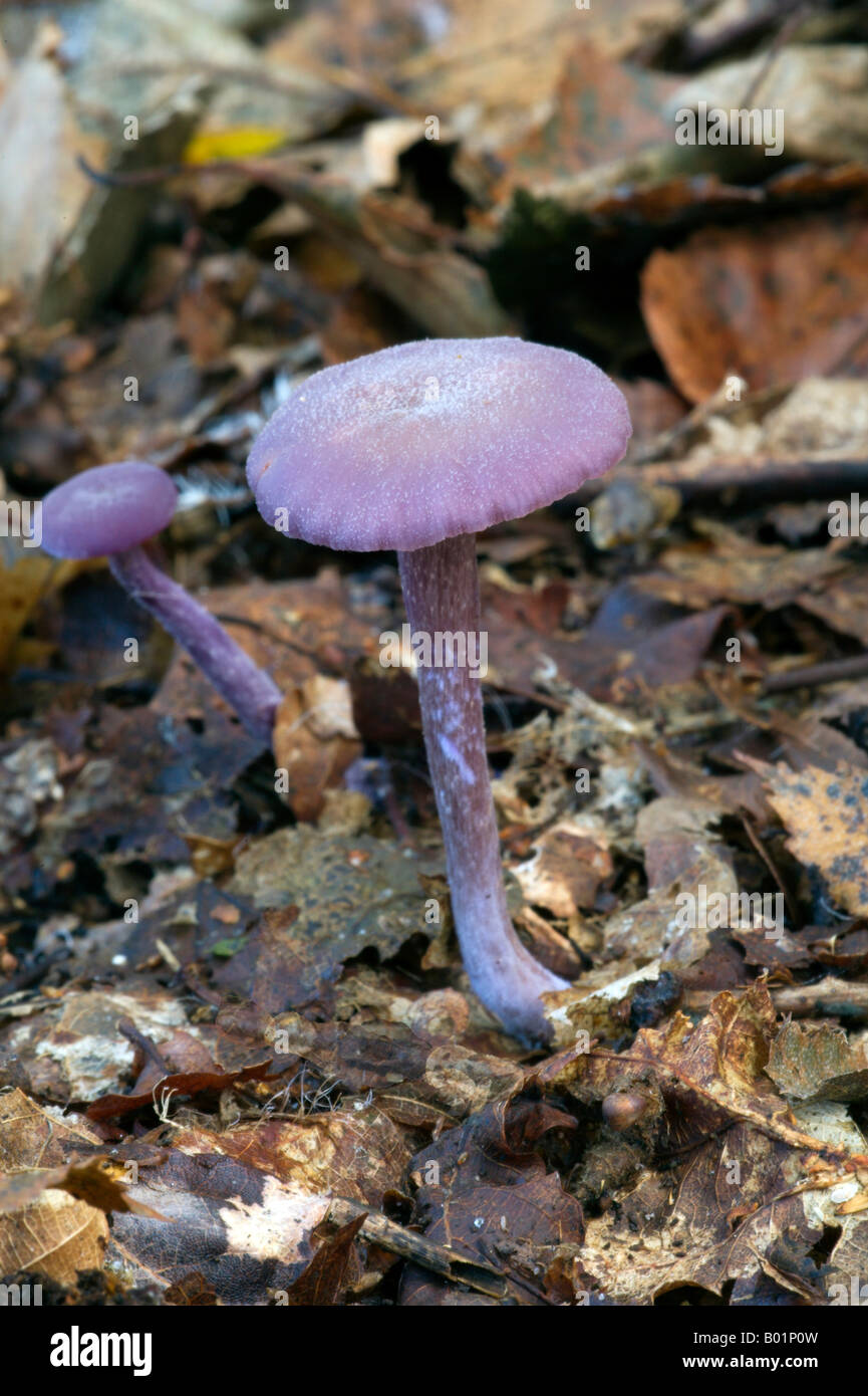 Amethystine hi-res stock photography and images - Alamy