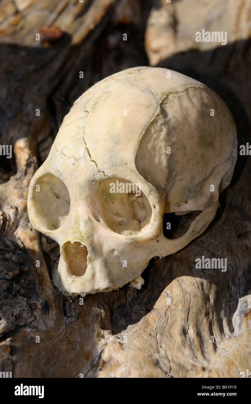 Monkey skull side view on driftwood in the sun Stock Photo - Alamy