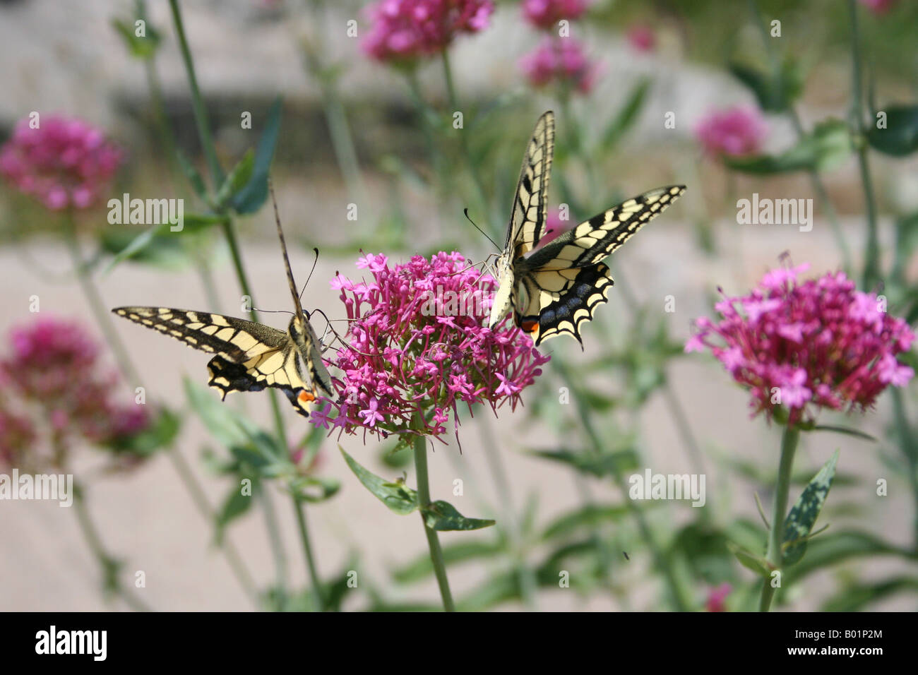 Tiger Swallowtail Butterfly Papilio glaucus Stock Photo - Alamy