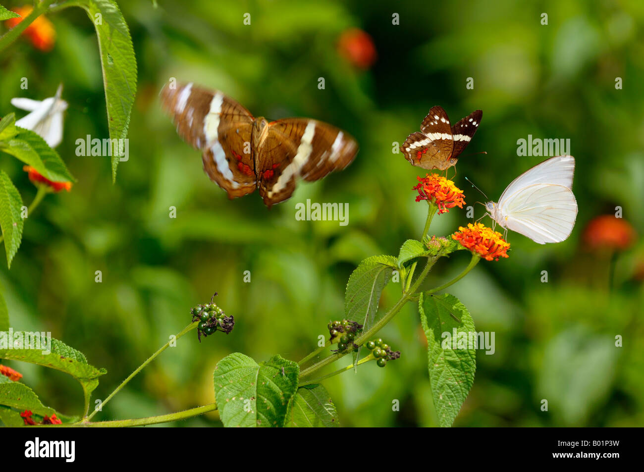 Bordered Patch and Great Southern White butterflies feeding on lantana ...
