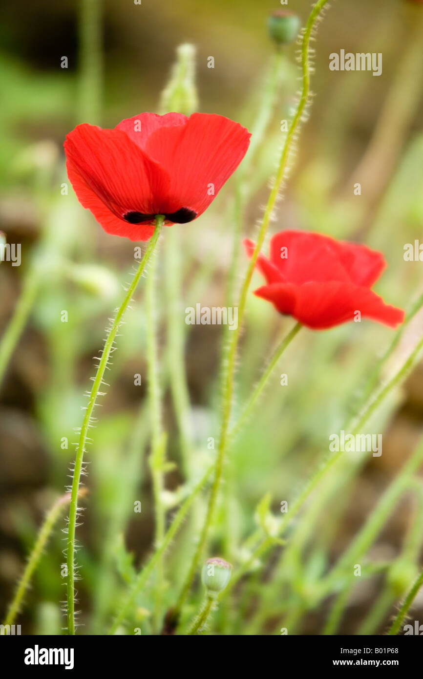 Two red poppies, papaver Stock Photo - Alamy