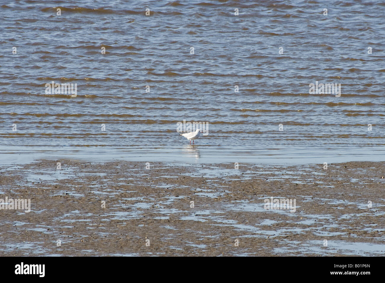 Baraba Gull - Larus barabensis Stock Photo - Alamy