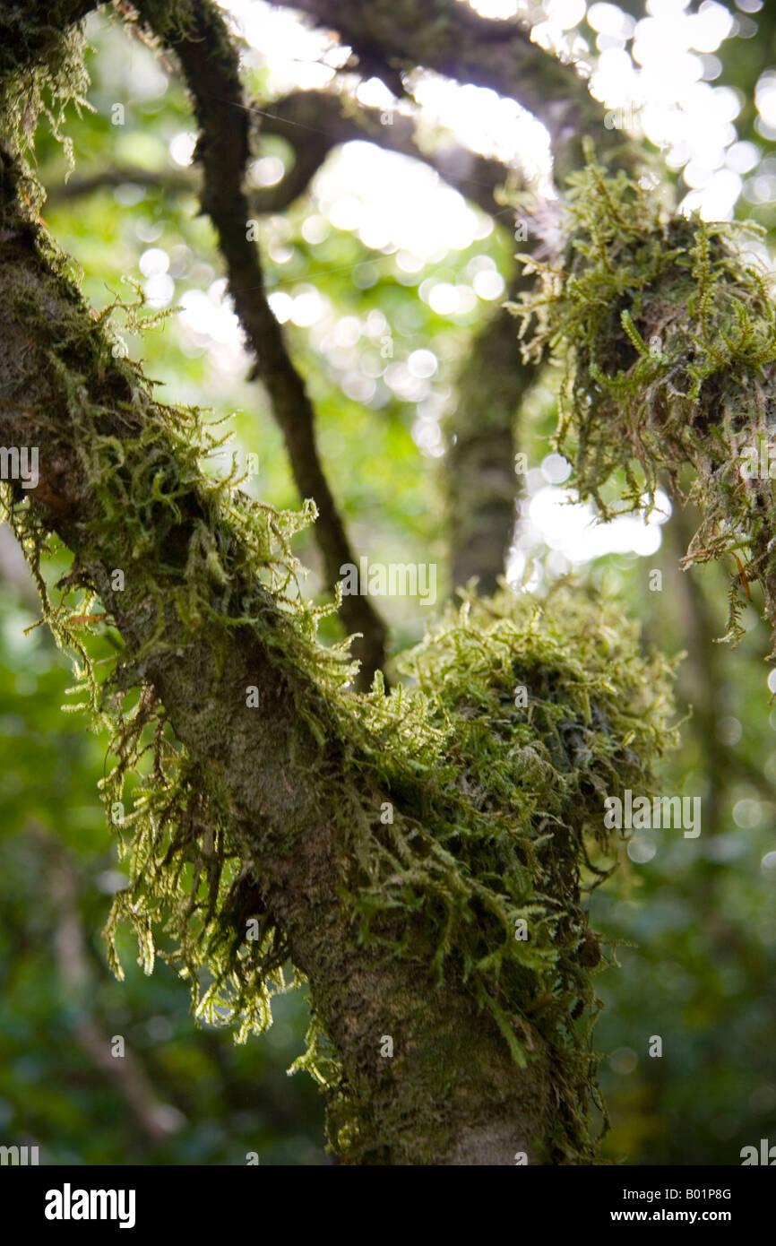 Tree bark with moss New Zealand Stock Photo - Alamy