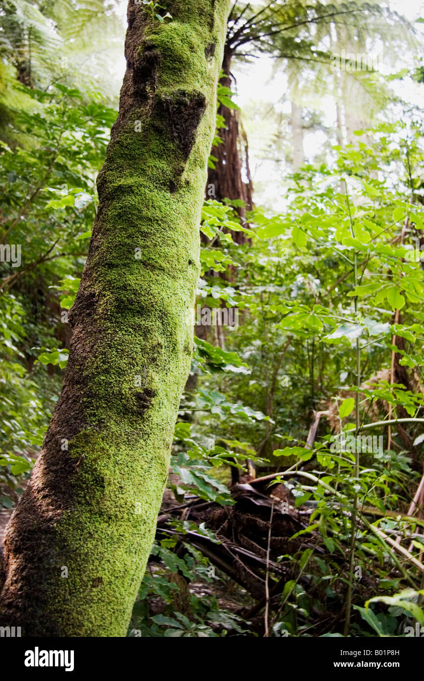 Tree bark with moss New Zealand Stock Photo - Alamy