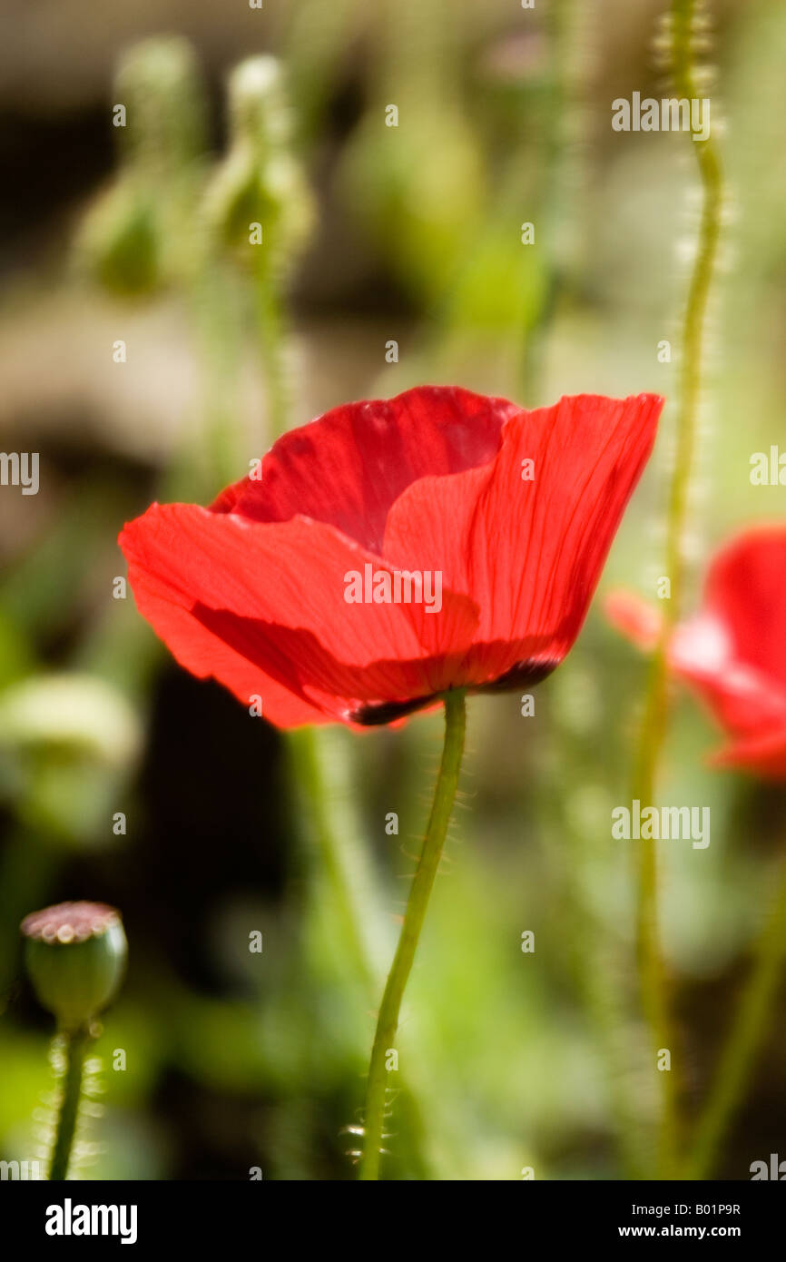 Backlit red poppy, Papaver Stock Photo - Alamy