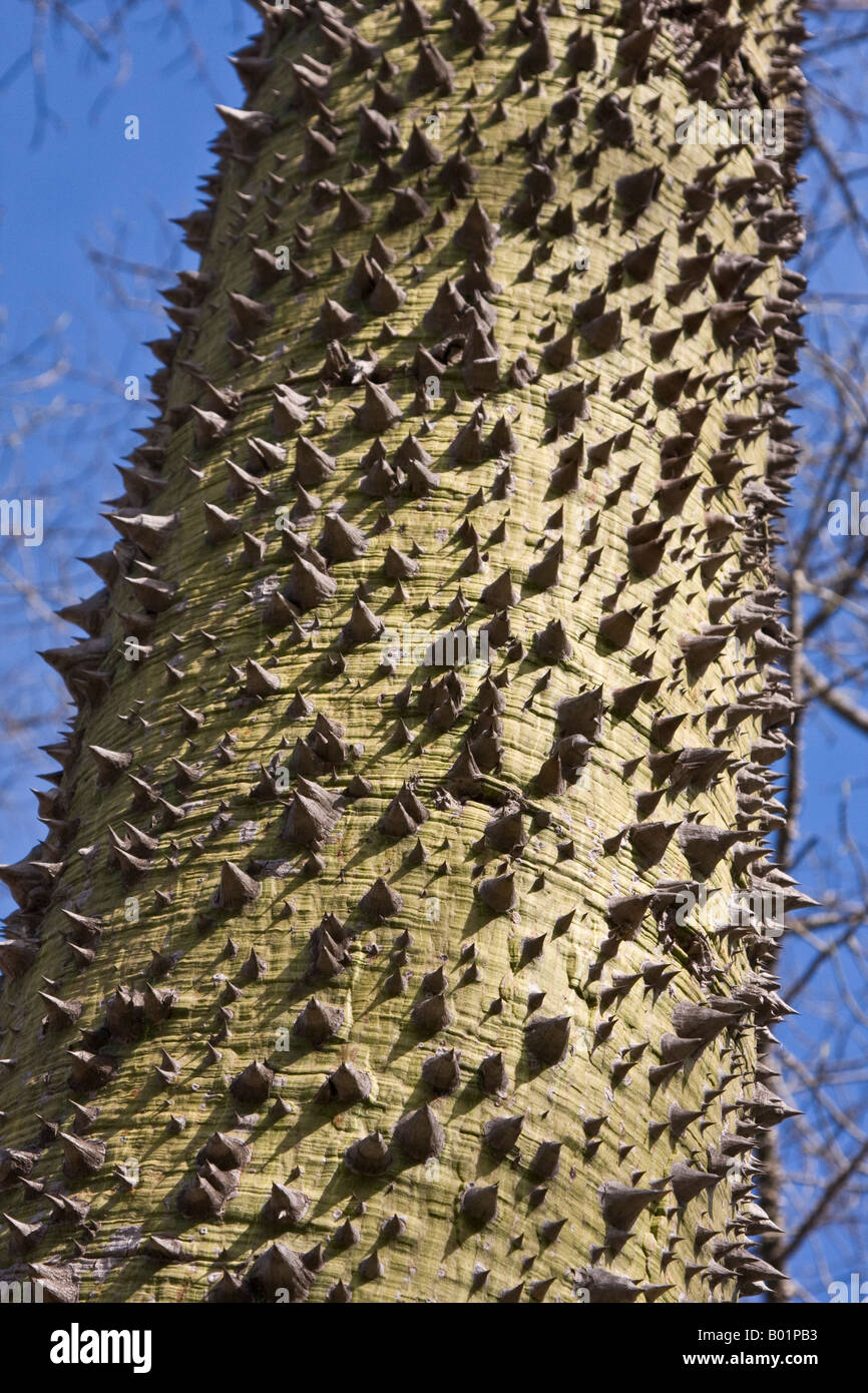 Silk Floss Tree chorisia speciosa in Pasadena California Stock Photo ...