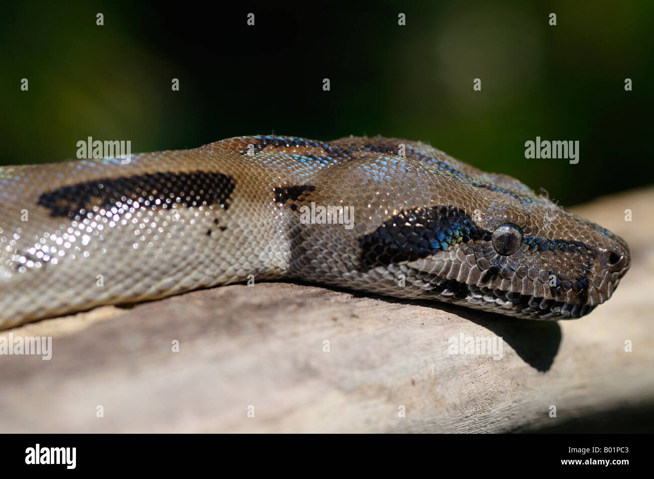 Red tailed boa close up hi-res stock photography and images - Alamy