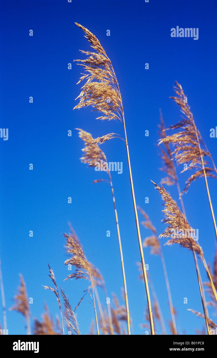 Golden feathery seedheads and stems of Common reed or Phragmites ...