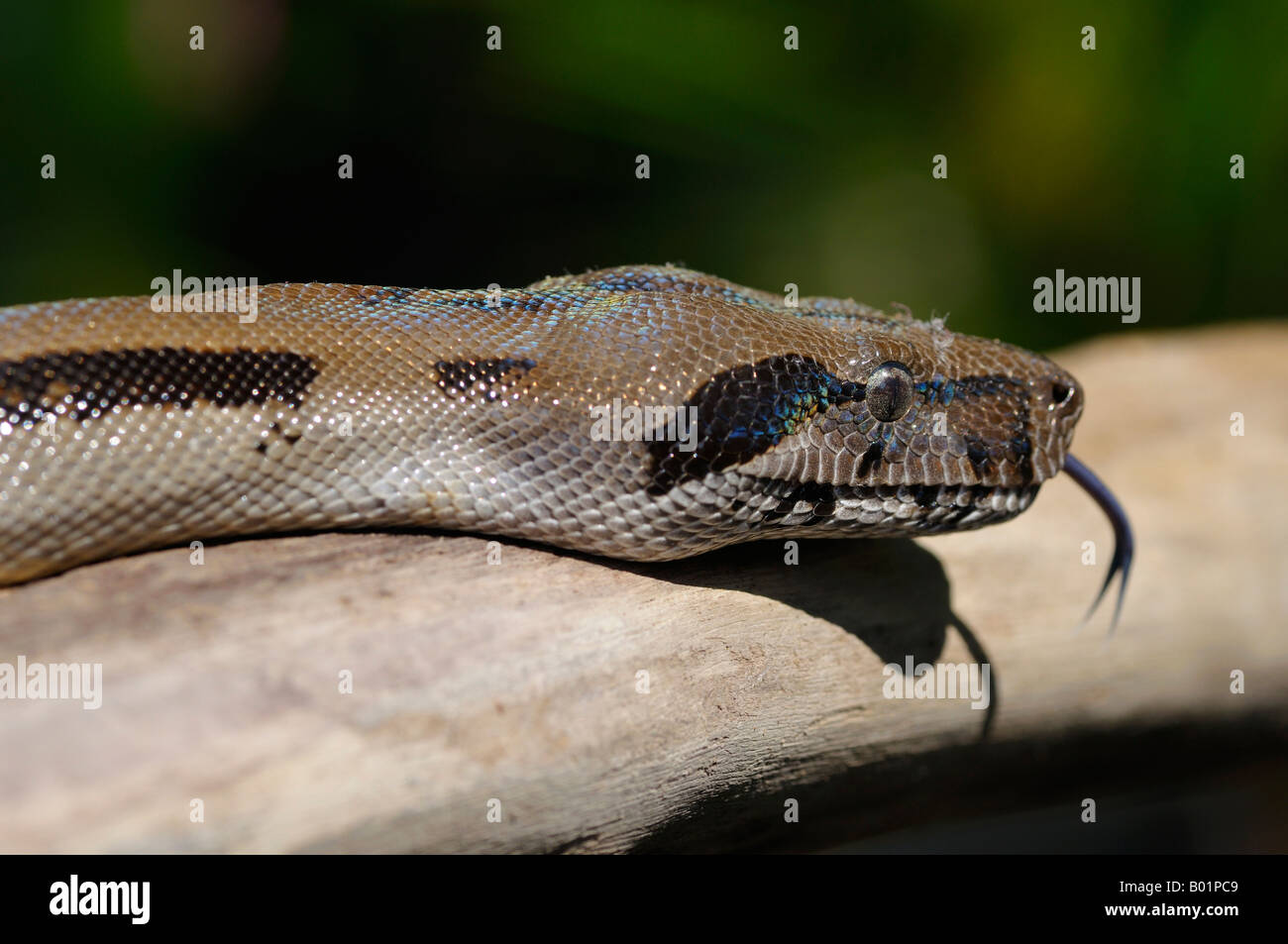 Close up view of the head of a boa constrictor flicking the tongue on a ...