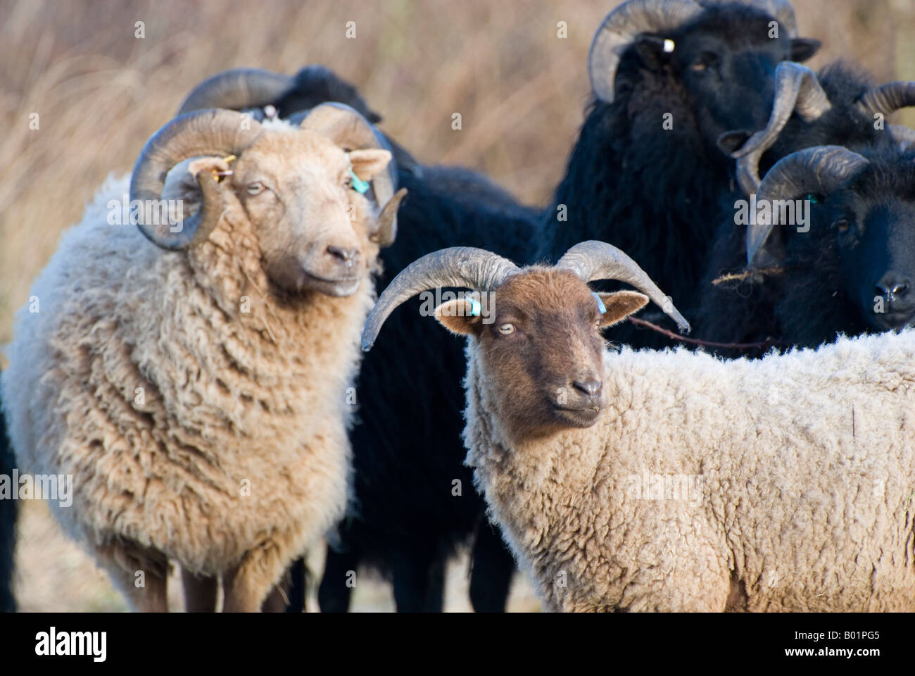 Sheep, Northamptonshire, England, UK Stock Photo - Alamy