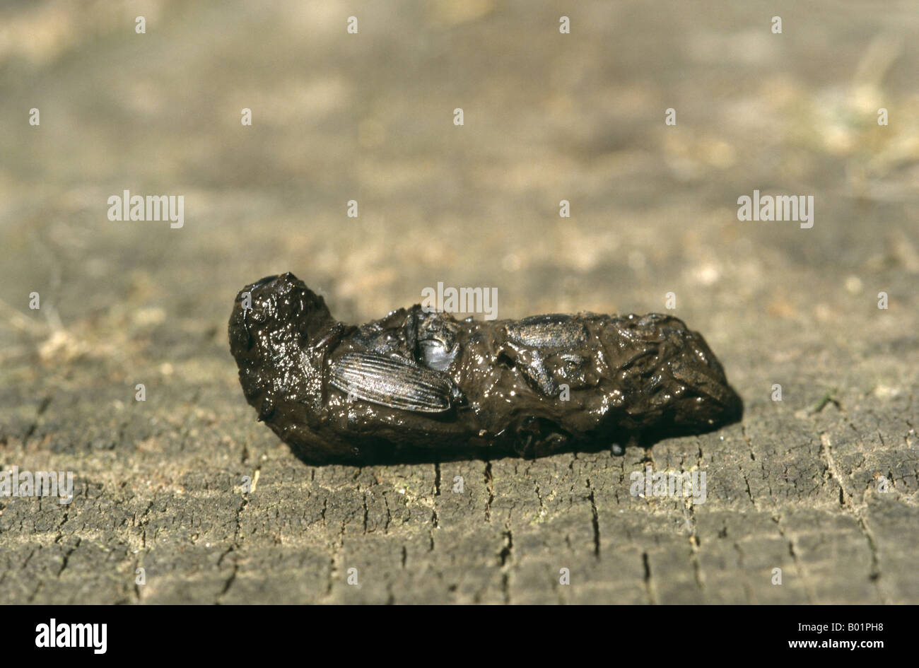 Hedgehog faeces hi-res stock photography and images - Alamy