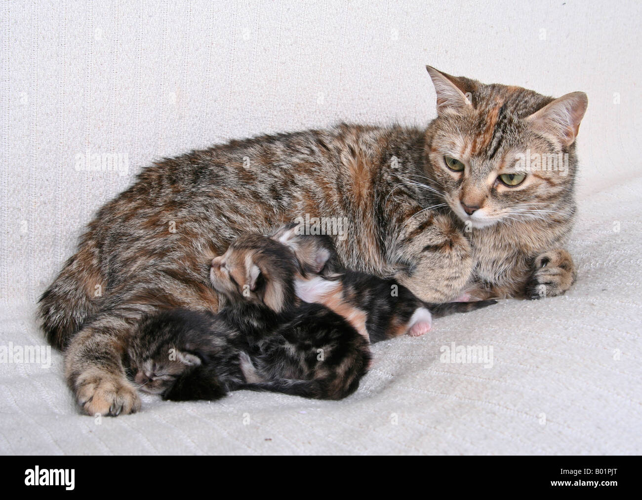 Mother cat with one week old kittens Stock Photo - Alamy