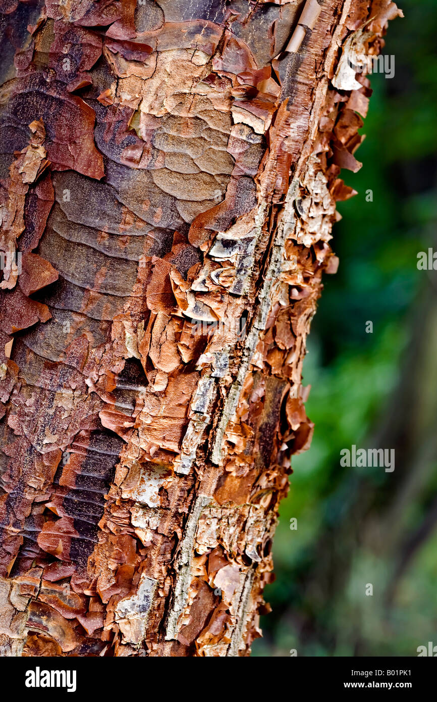 Chinese Paper Bark Maple 'Acer Griseum'. Bark detail Stock Photo - Alamy