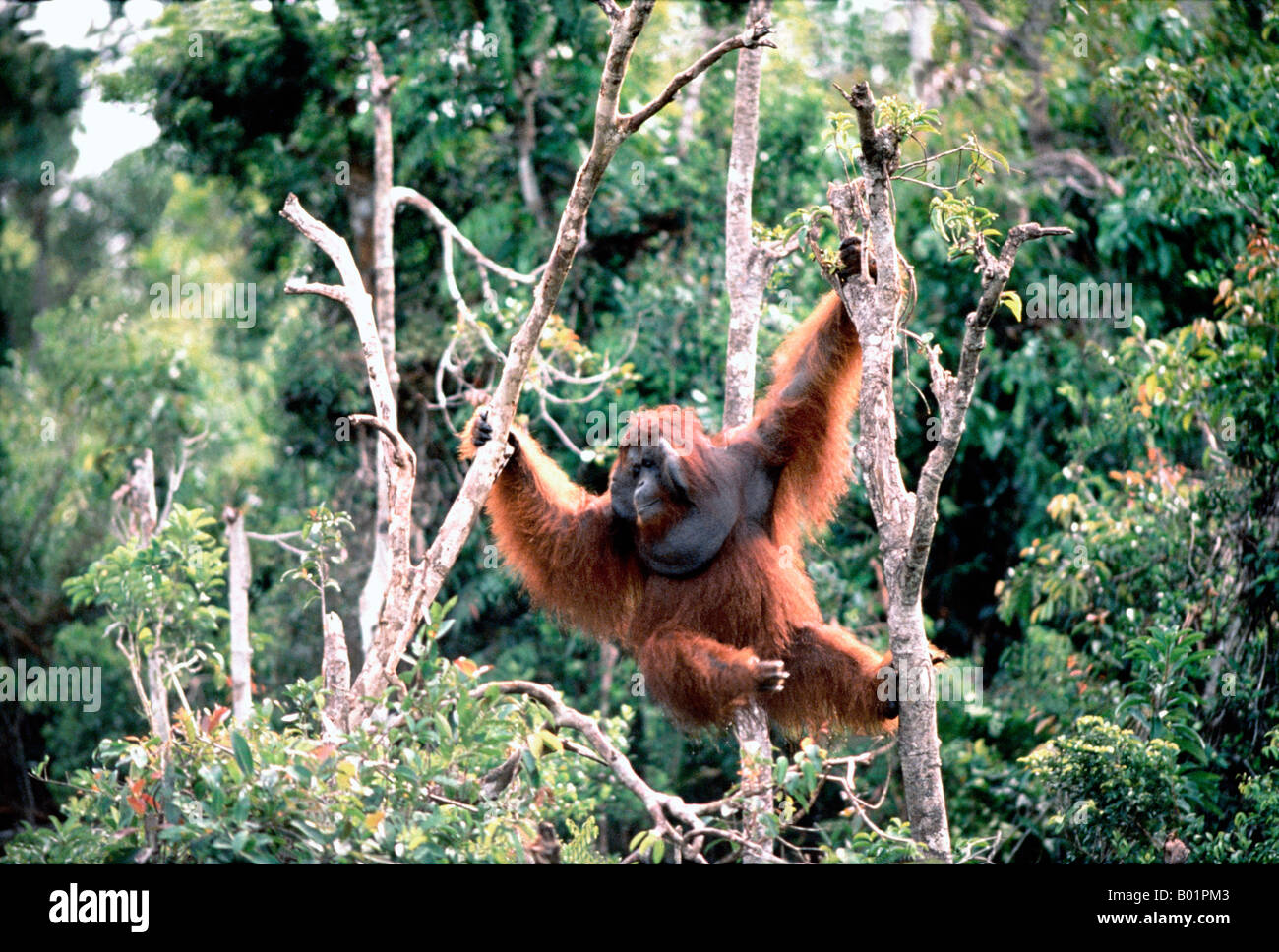orang outang pongo pygmaeus reserve de tanjung puting direction de la ...