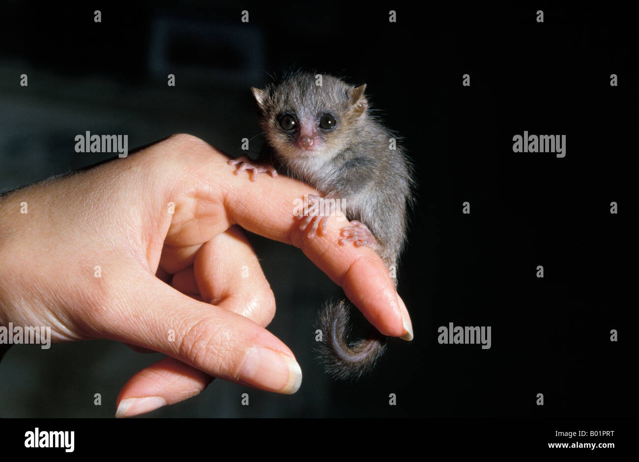 Grey Mouse Lemur Lesser Mouse lemur Microcebus murinus petit microc be ...