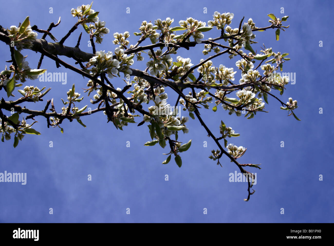 English spring time hi-res stock photography and images - Alamy