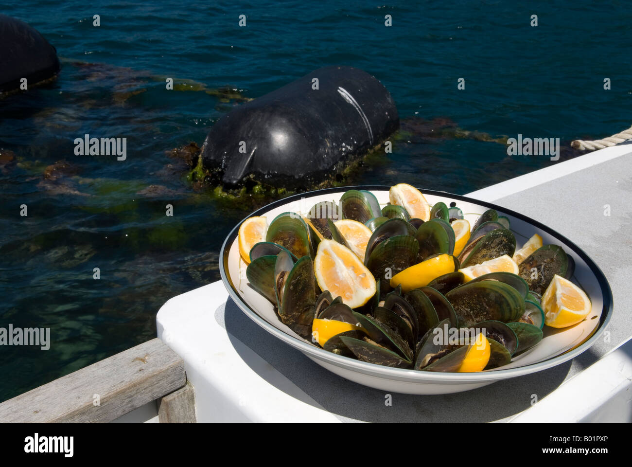 Green lipped mussel farming new zealand hi-res stock photography and ...