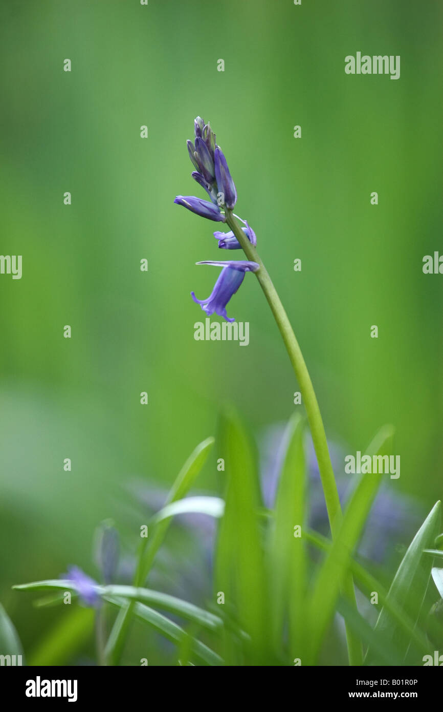 Blue flower emerging hi-res stock photography and images - Alamy