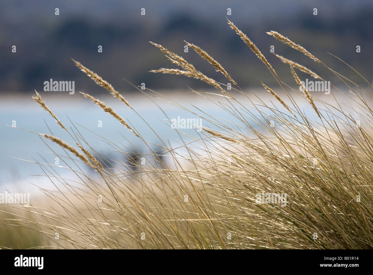 Sand dune grasses Stock Photo - Alamy