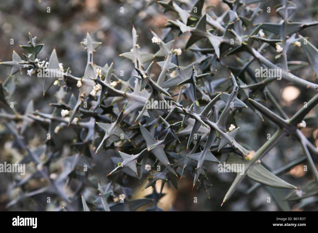 Crucifixion thorn hi-res stock photography and images - Alamy