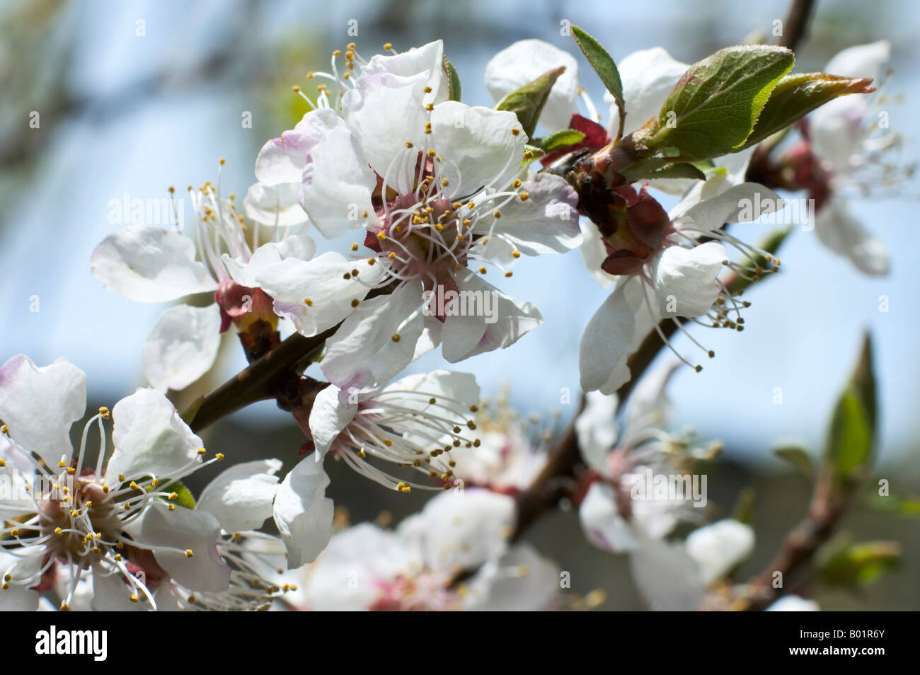 Blossoming twig of China cherry tree Stock Photo - Alamy