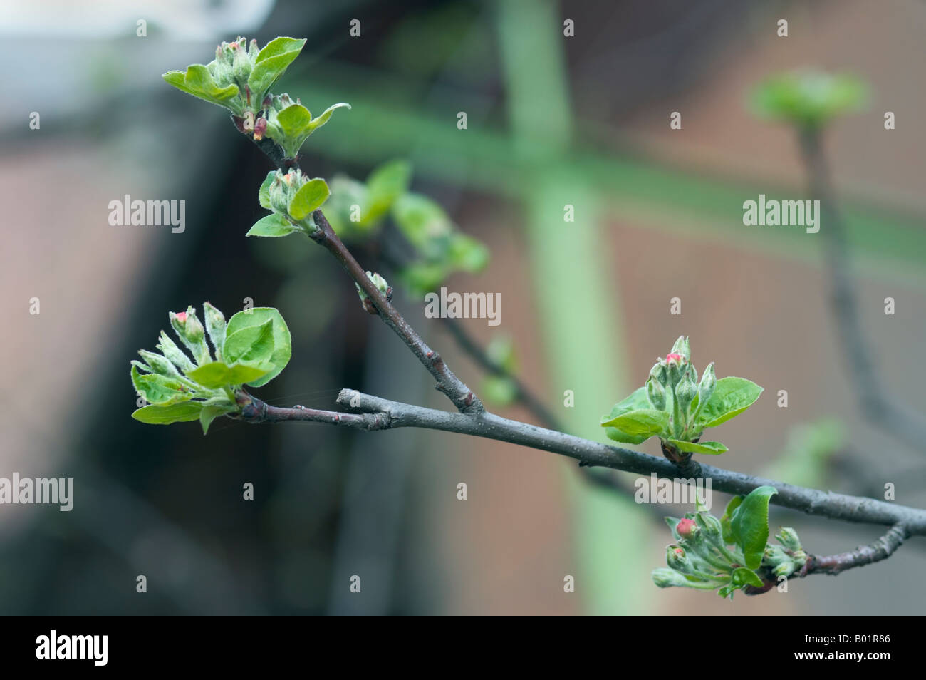 Blossoming twig of apple tree Stock Photo - Alamy