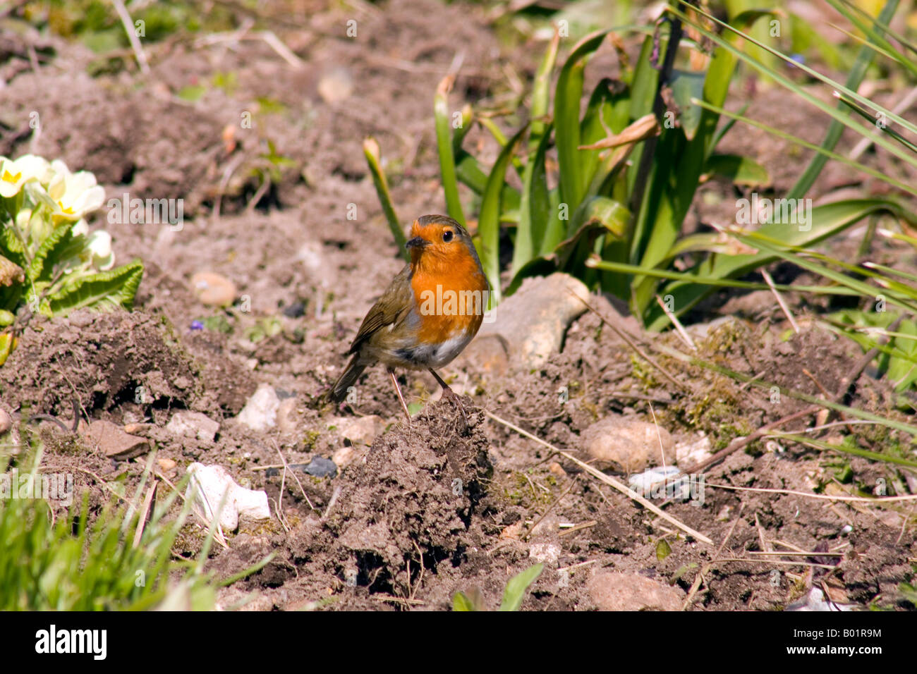 Robin in spring garden (Erithacus rubecula Stock Photo - Alamy