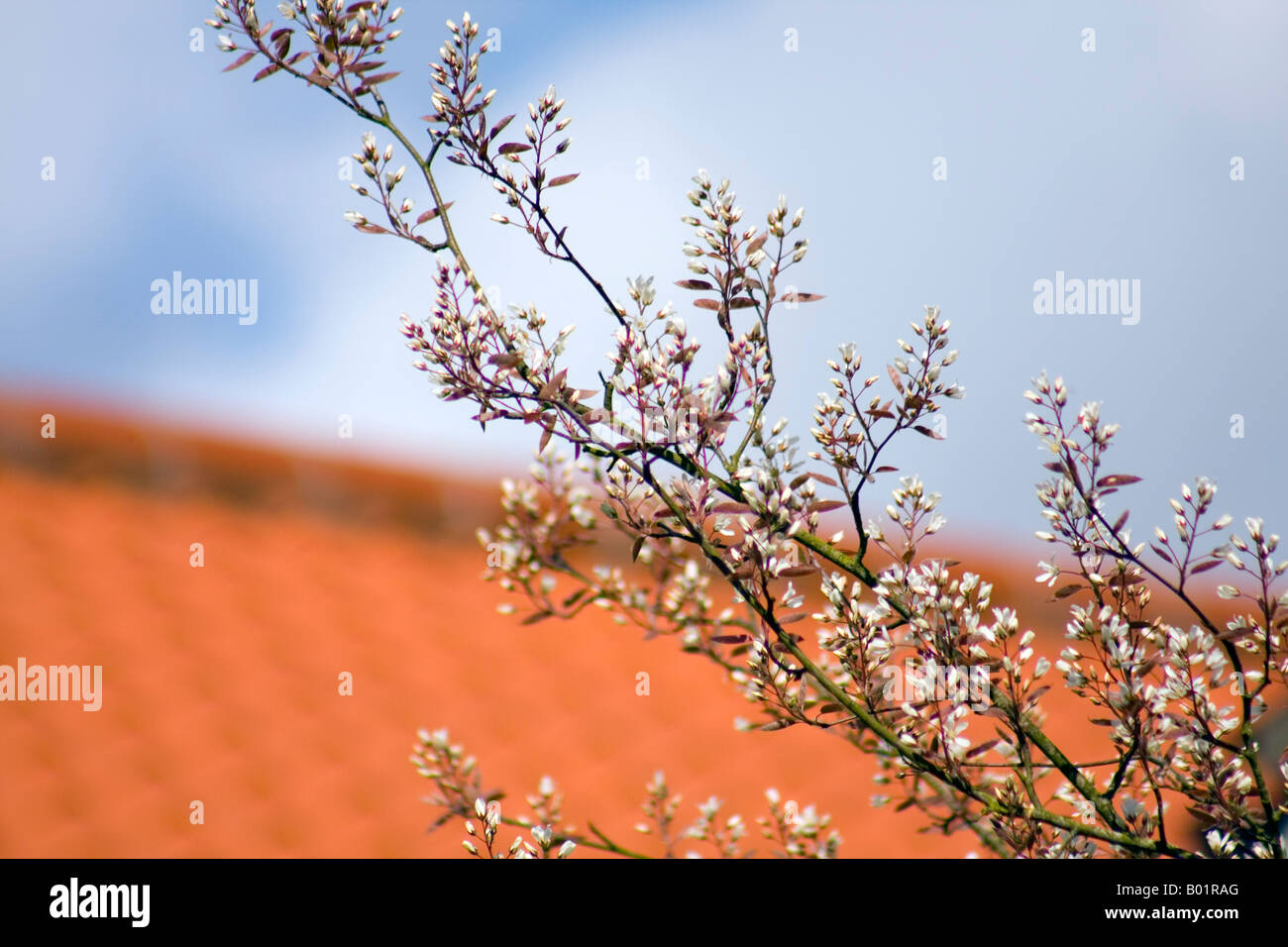 Juneberry Snowy mespilus (Amelanchier lamarckii) terracotta and sky ...