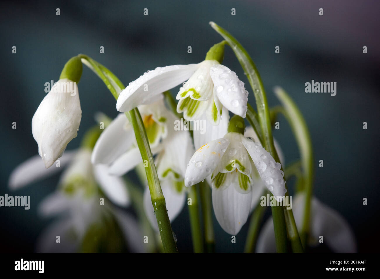 Raindrops on snowdrops Stock Photo - Alamy