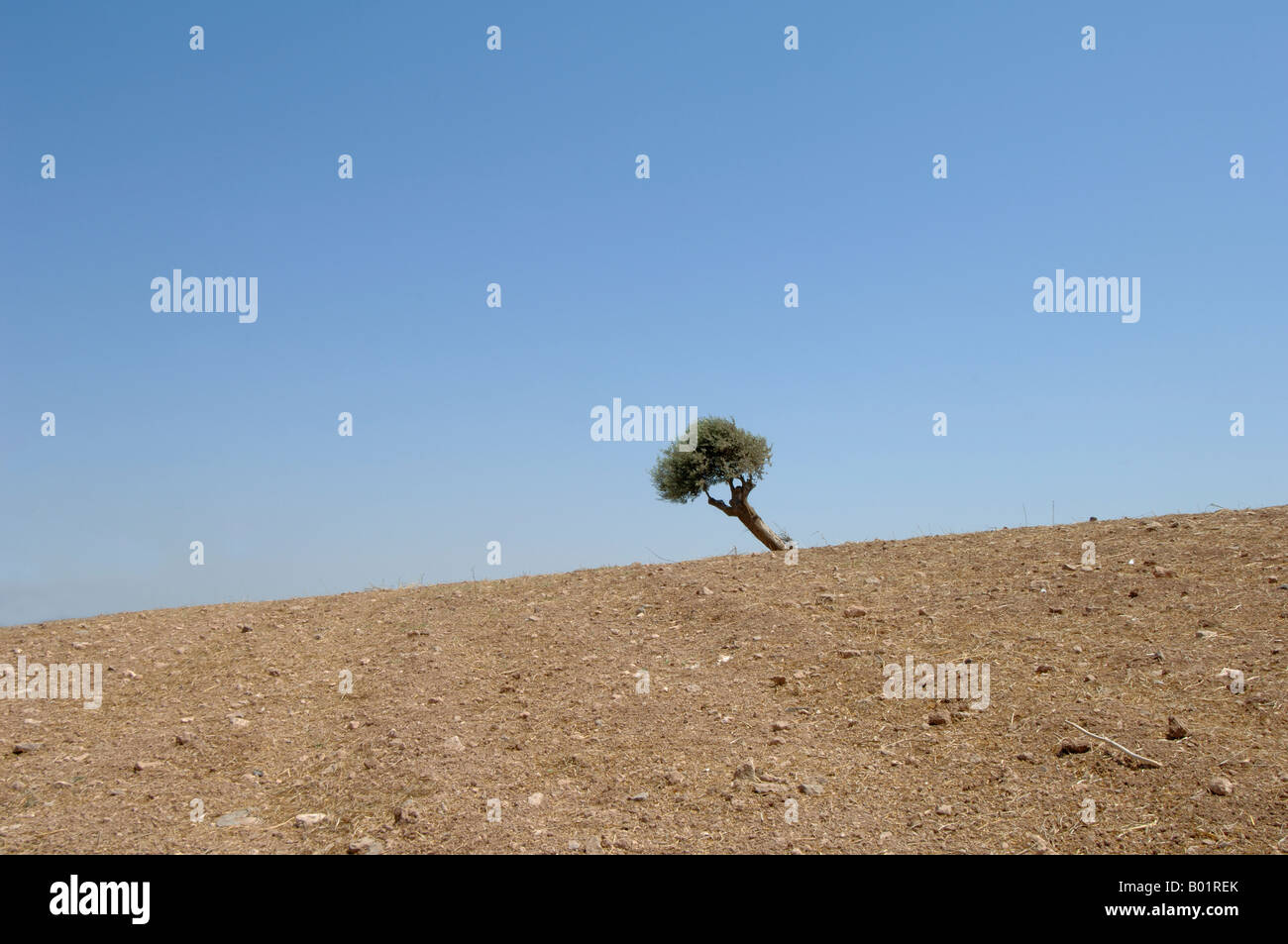 A single olive tree on the skyline of a cultivated field near the ...