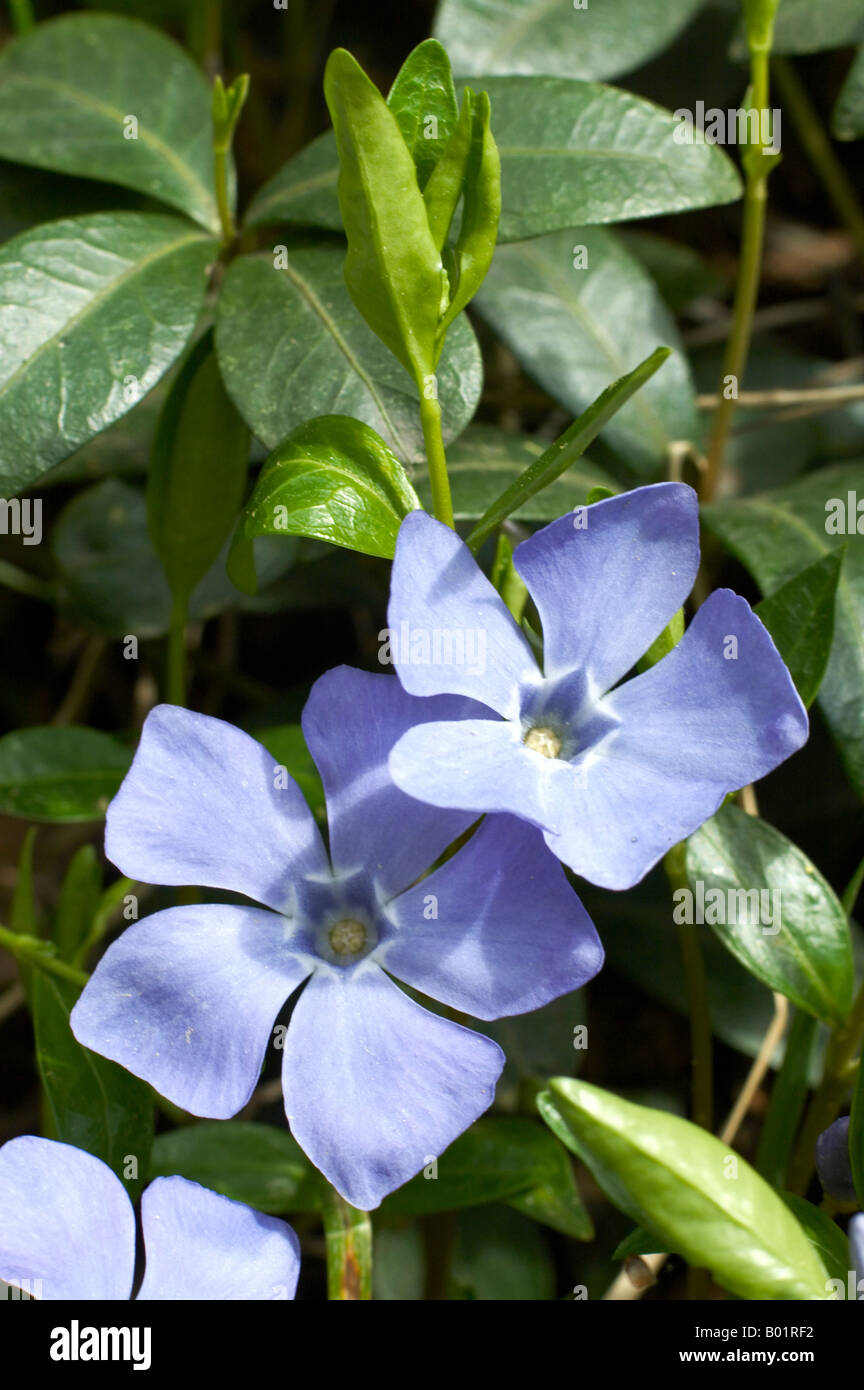 Plants of periwinkle with flowers spring background Stock Photo - Alamy