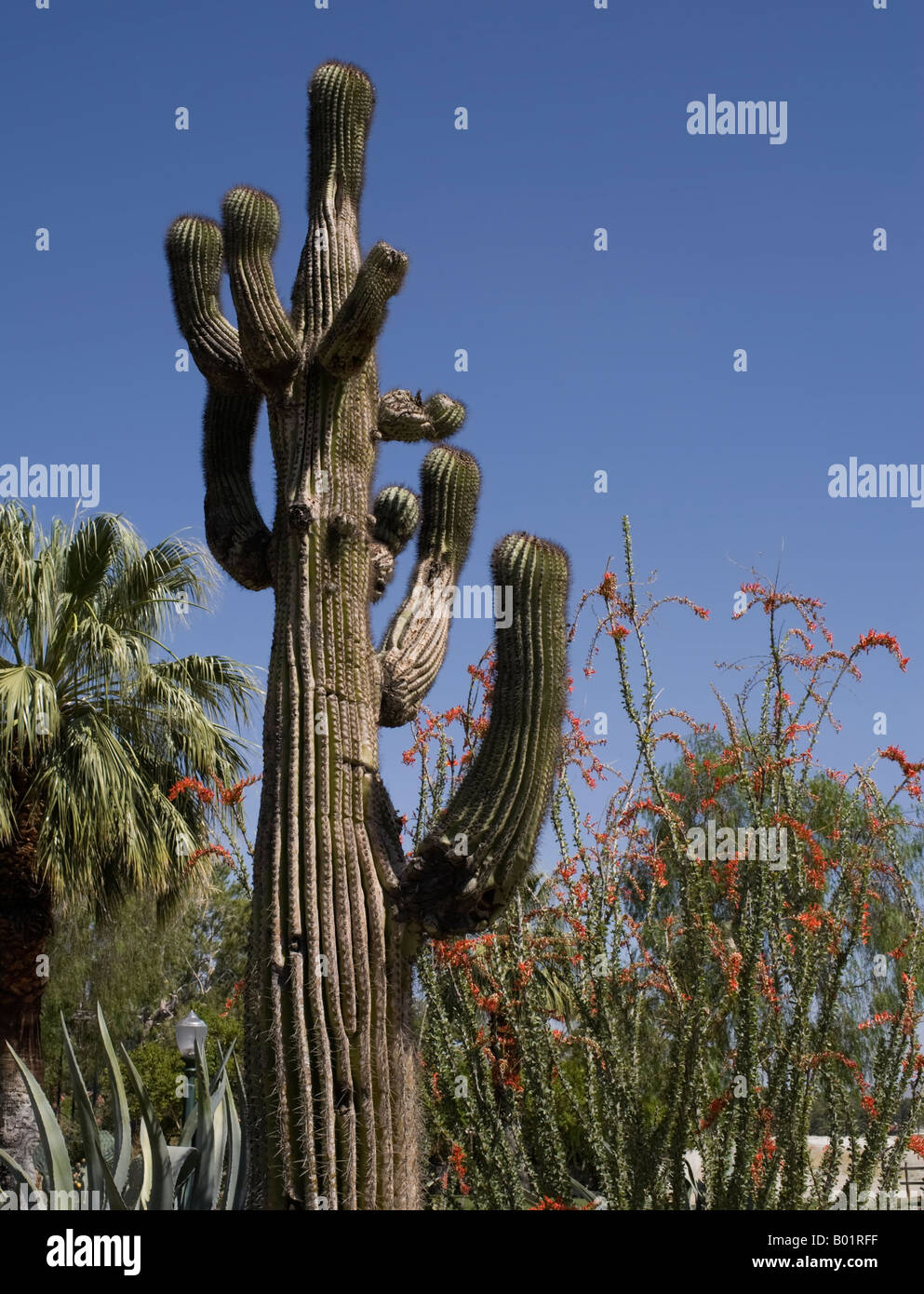 Cactus Palm Springs Desert Garden Landscape Stock Photo - Alamy