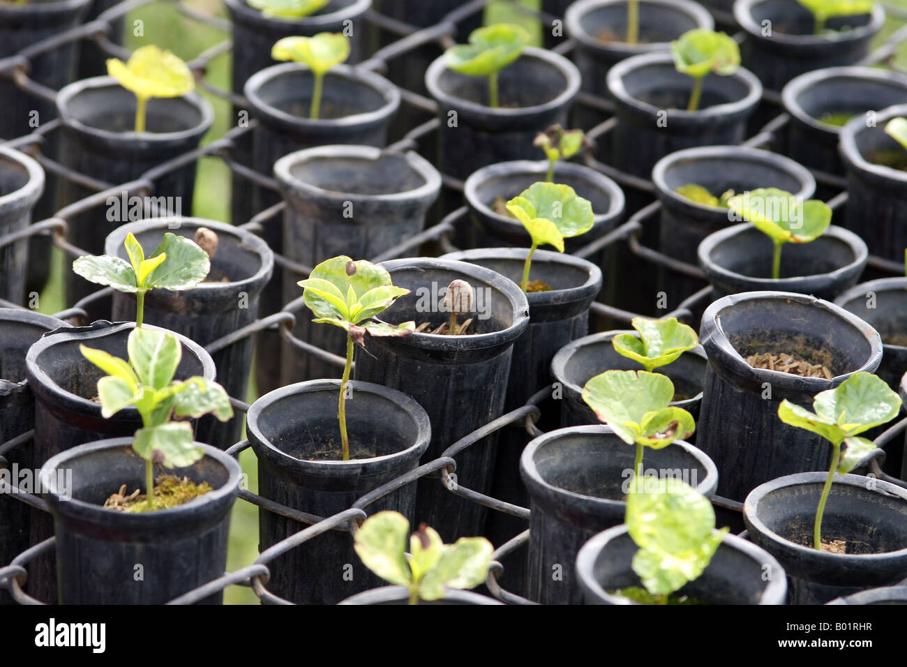 Coffee plantation with bean plants, plant, sprout, sprouts, seedlings ...