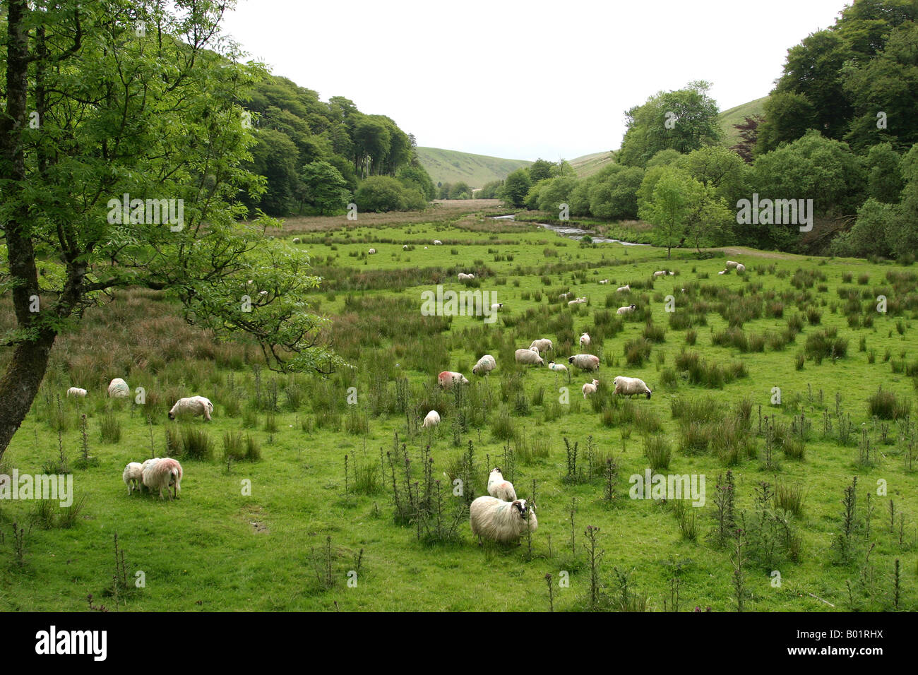 UK Somerset Simonsbath sheep beside River Barle Stock Photo - Alamy