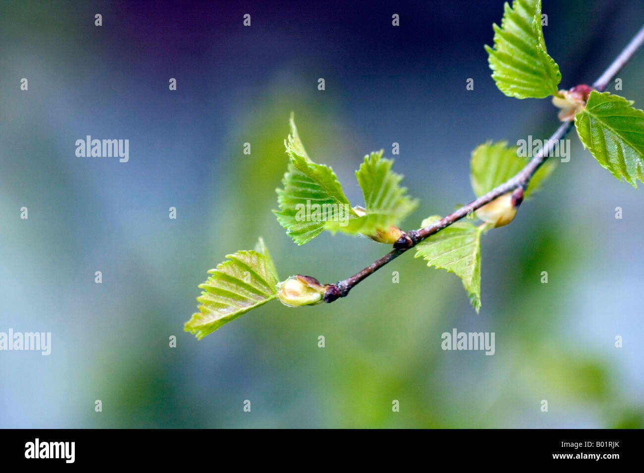 Birch leaf emerging in spring (Betula pendula Stock Photo - Alamy