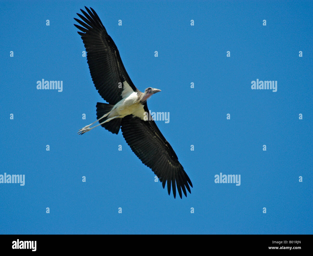 Maraboe hi-res stock photography and images - Alamy