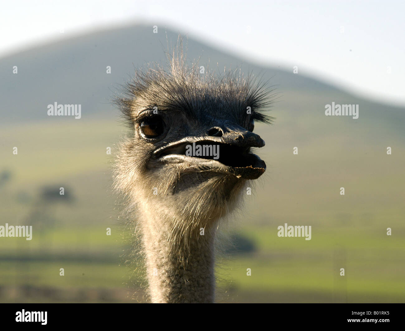 Volstruis hi-res stock photography and images - Alamy