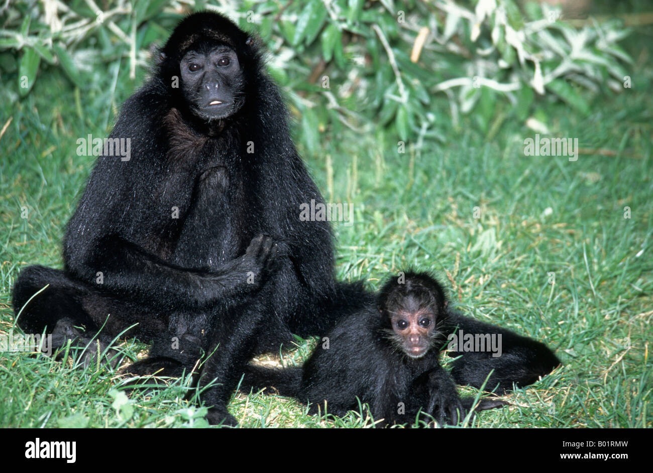 Black Spider Monkeys felale and young Ateles paniscus South America ...