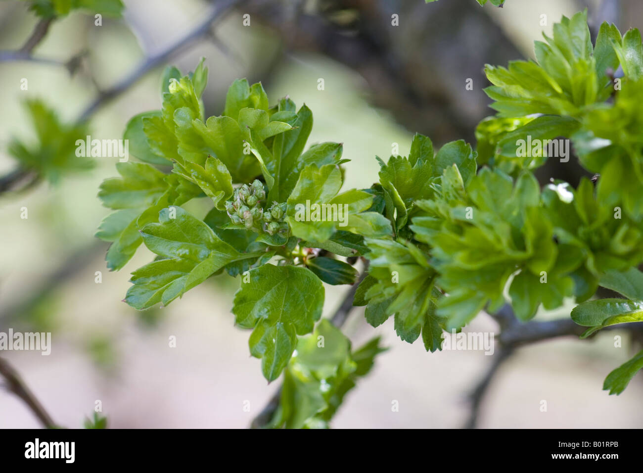 Hawthorn leaf hi-res stock photography and images - Alamy