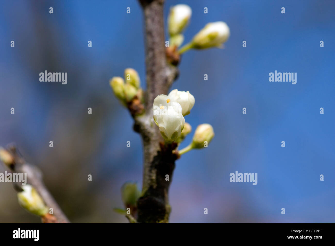 Victoria Plum blossom in spring (Prunus domestica Stock Photo - Alamy