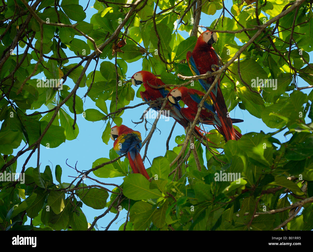 Scarlet macaws ara macao hi-res stock photography and images - Alamy