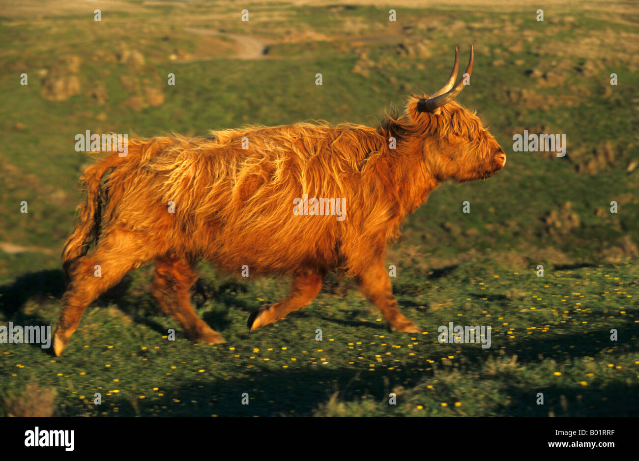 highland cow running scotland Stock Photo - Alamy