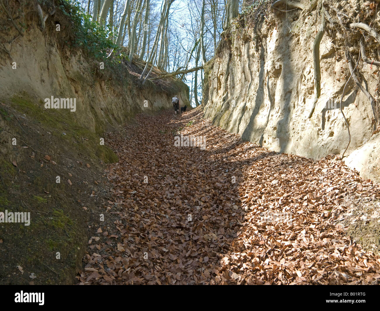 narrow pass defile in forest accumulation of loess Vogtsburg Bickensohl ...