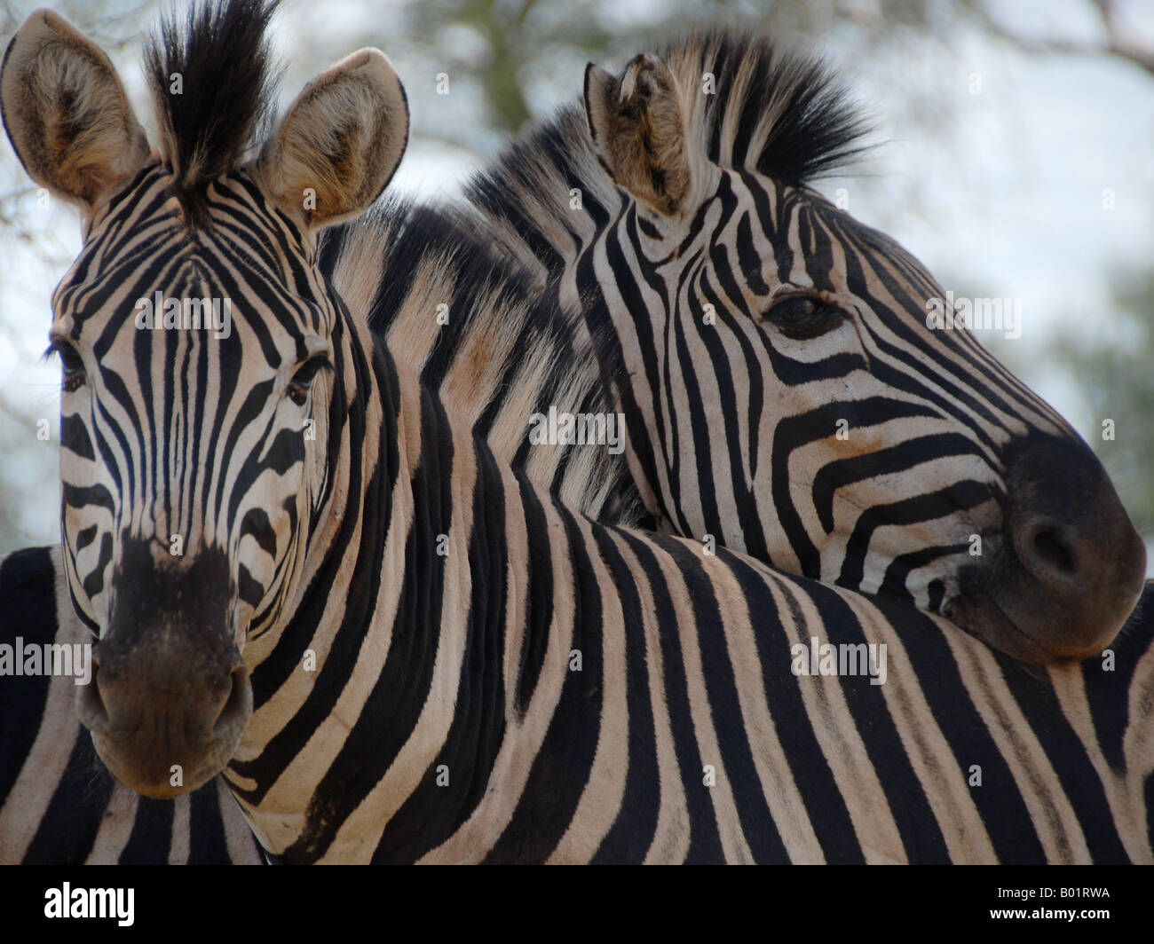 Berg zebra hi-res stock photography and images - Alamy
