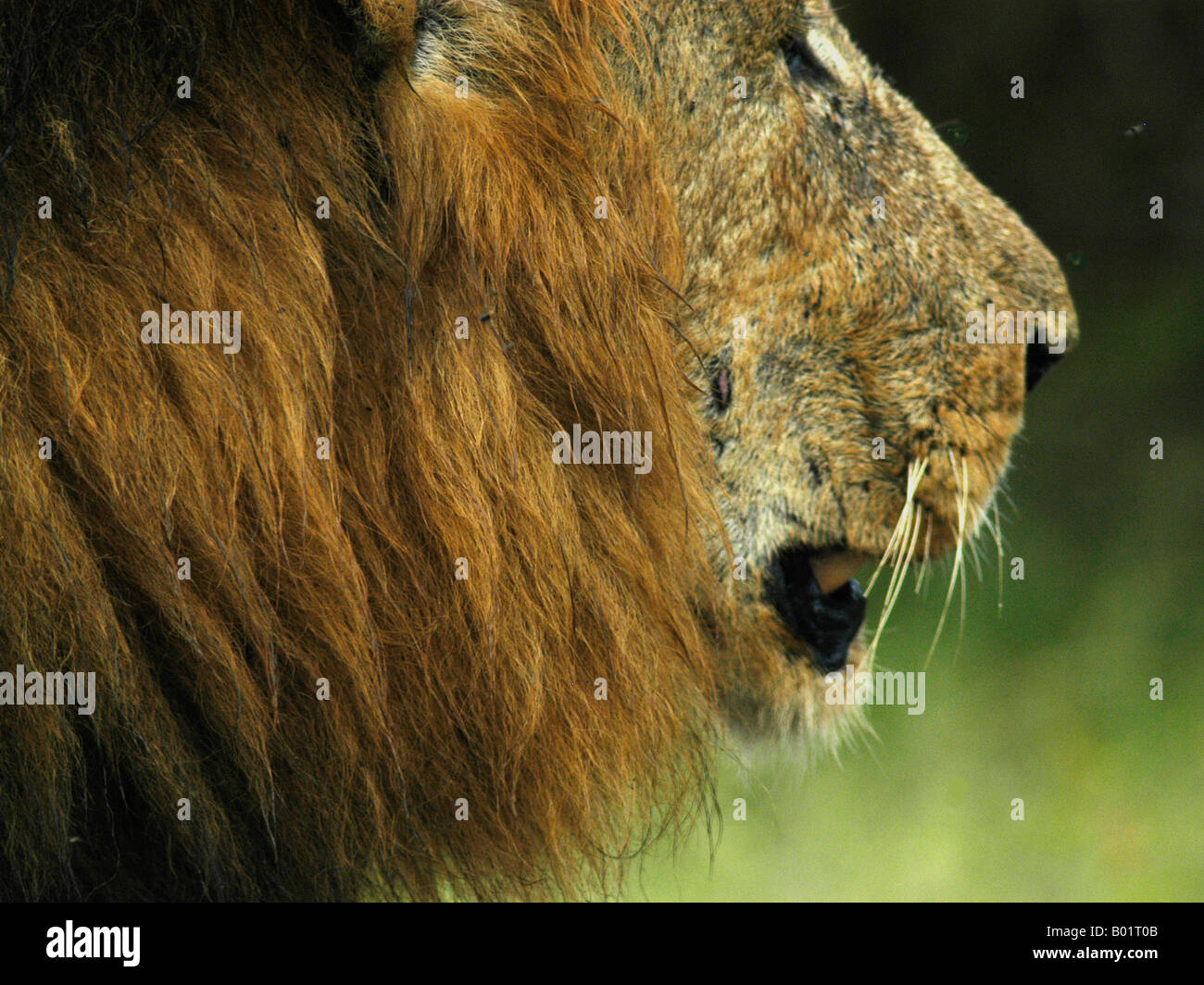 Old lion hi-res stock photography and images - Alamy