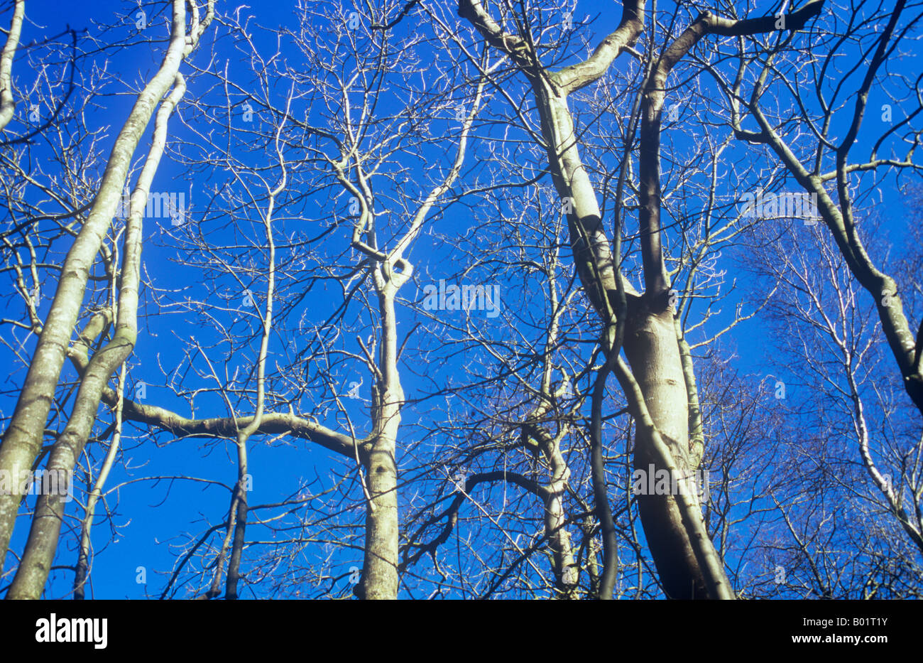 Five Common ash trees competing for space with Common alder and Silver ...