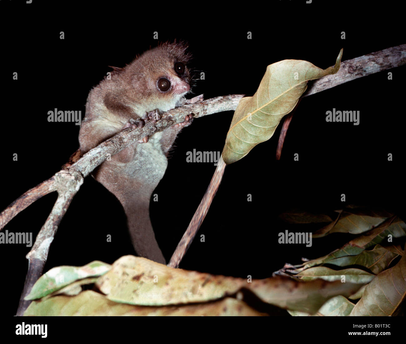 Madagascar dwarf lemur hi-res stock photography and images - Alamy